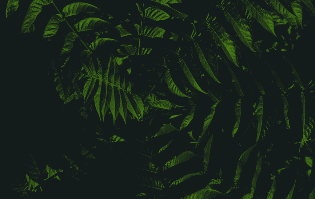 The Nature Collective